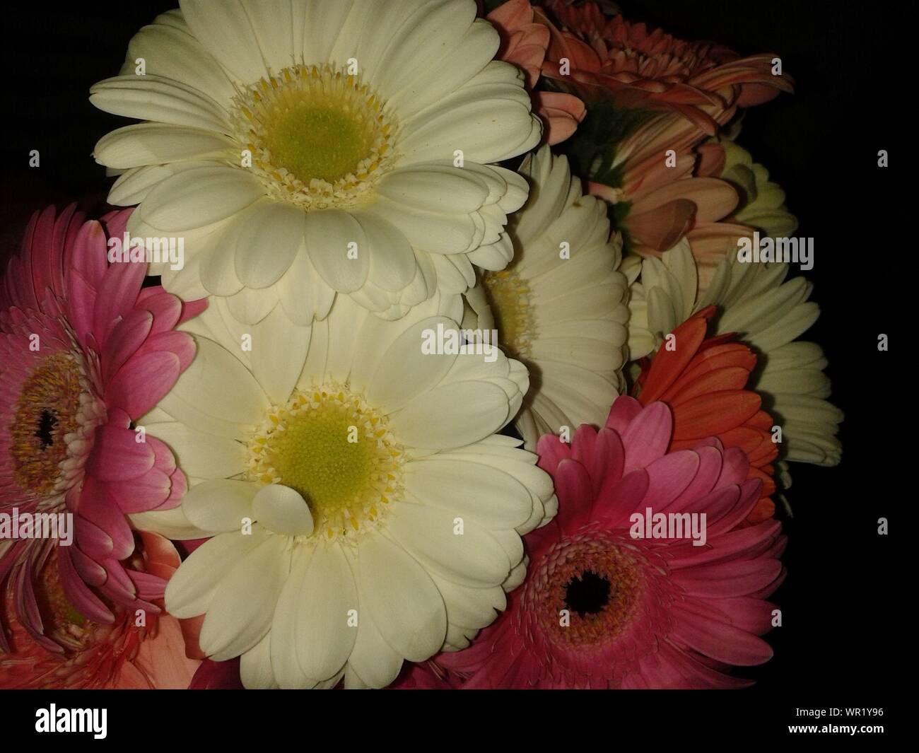Gerbera blanc Banque de photographies et d’images à haute résolution ...