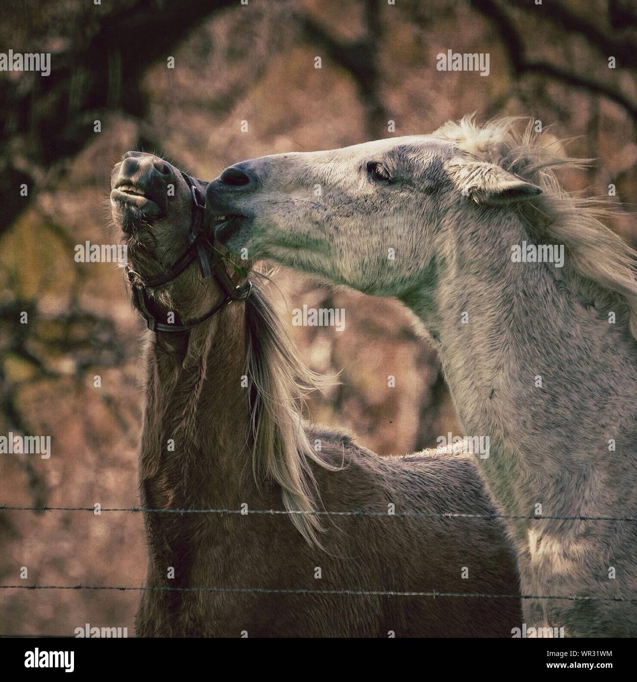 Accouplement chevaux Banque de photographies et d’images à haute ...
