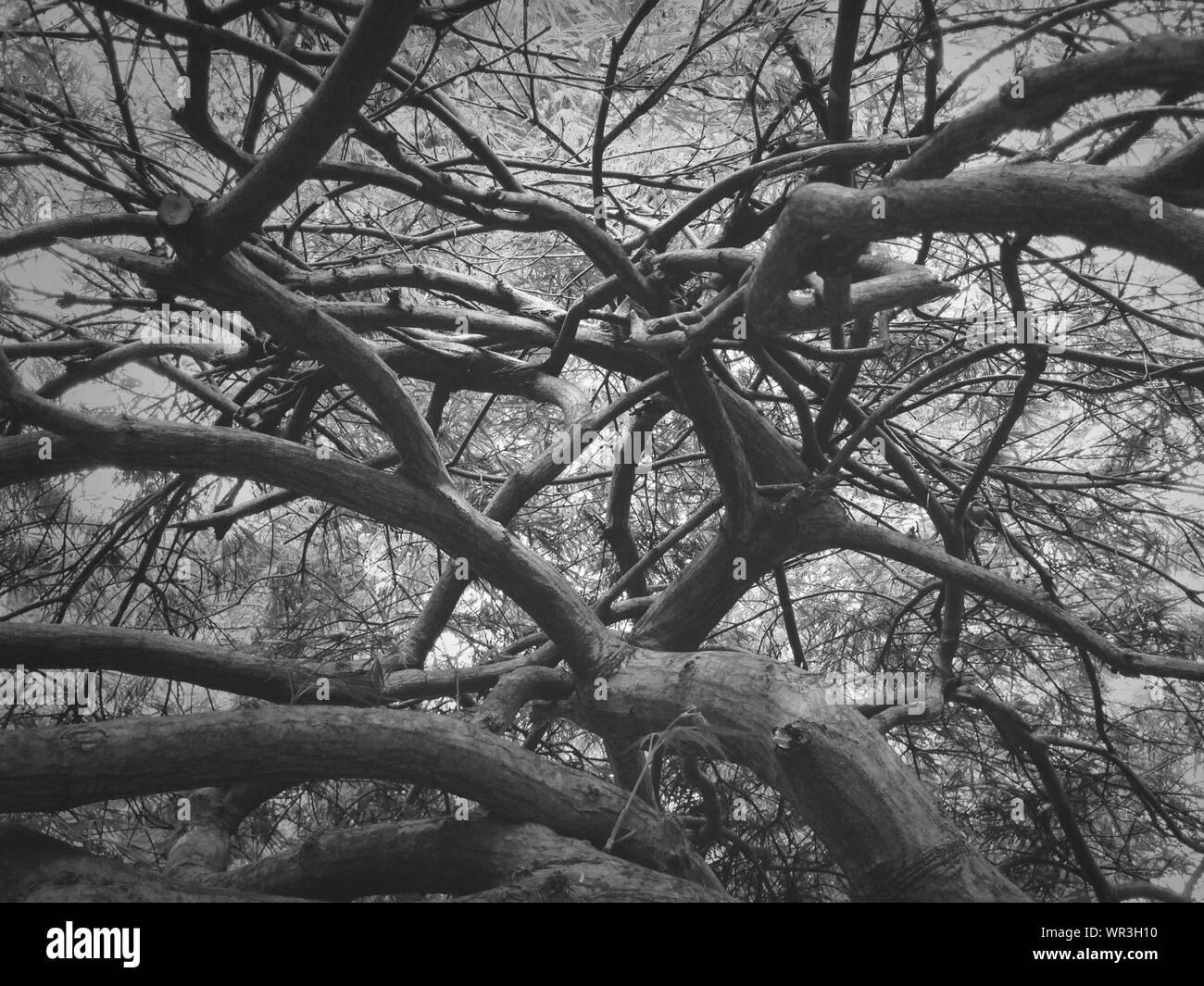 Branches tordues Banque de photographies et d’images à haute résolution ...