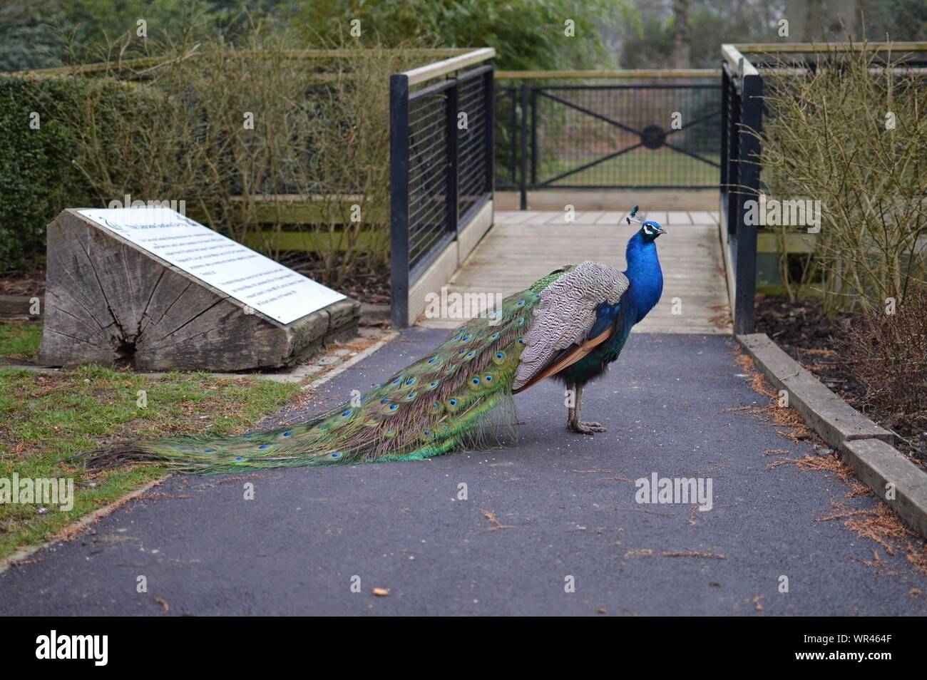 Informations sur le zoo Banque de photographies et d’images à haute ...