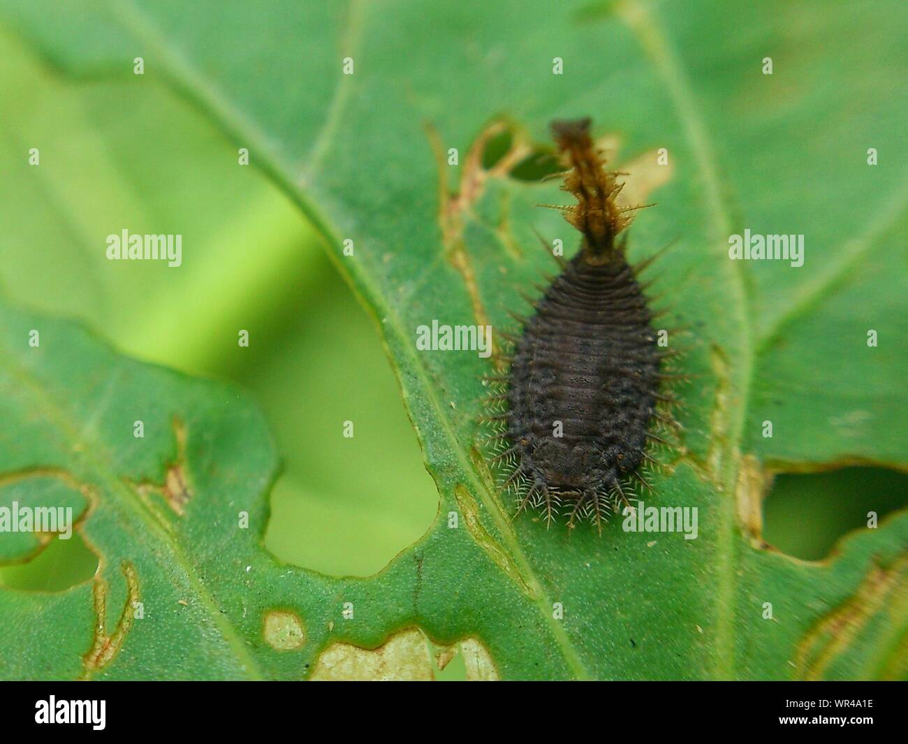 Feuille mangée d'insecte Banque de photographies et d’images à haute ...