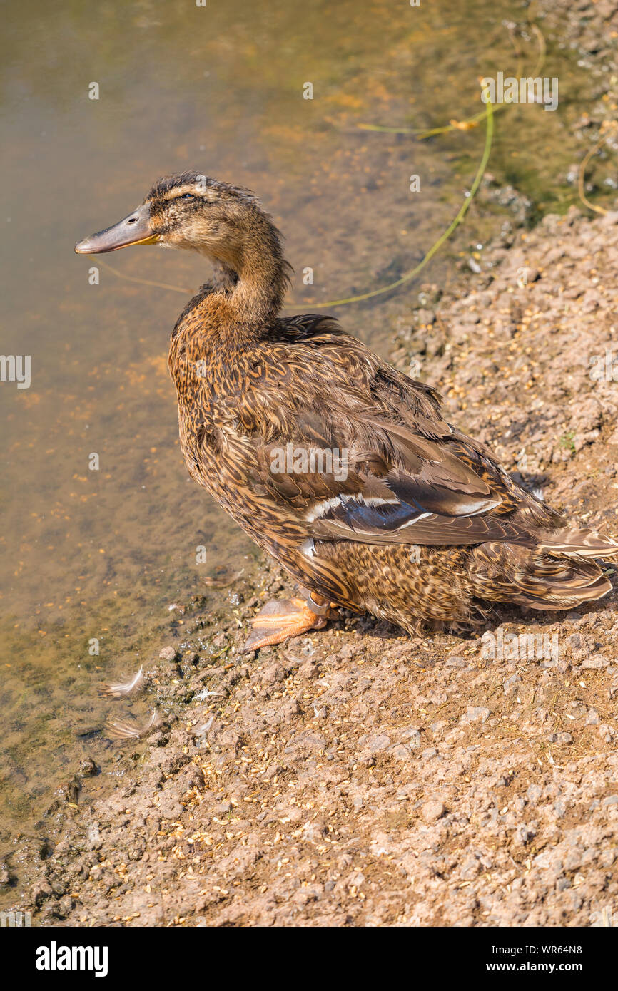 Rouen duck female Banque de photographies et d’images à haute ...