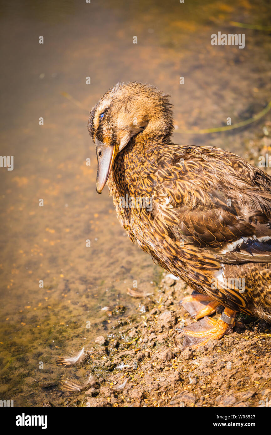 Canard De Rouen Banque d'image et photos - Alamy