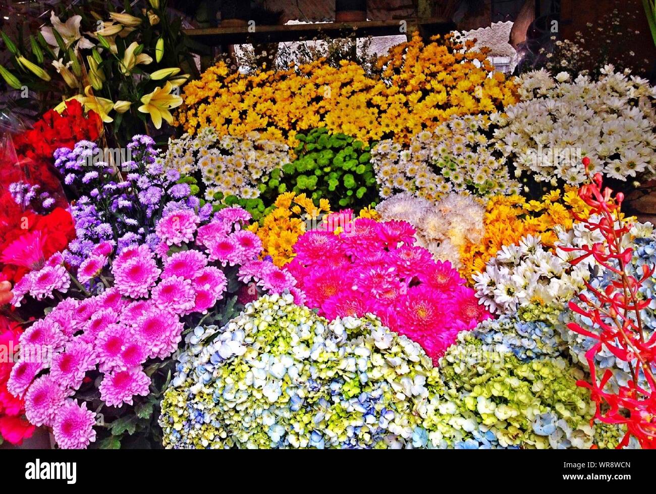 Fleurs magnifique Banque de photographies et d’images à haute ...