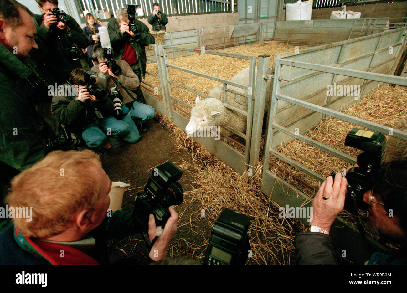 Mouton presse Banque de photographies et d’images à haute résolution ...