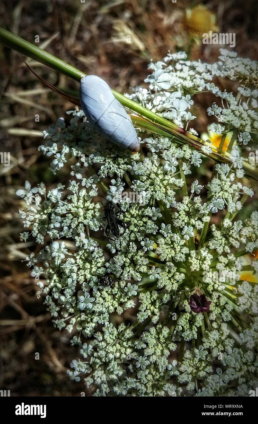 Cocon d'insectes Banque de photographies et d’images à haute résolution ...