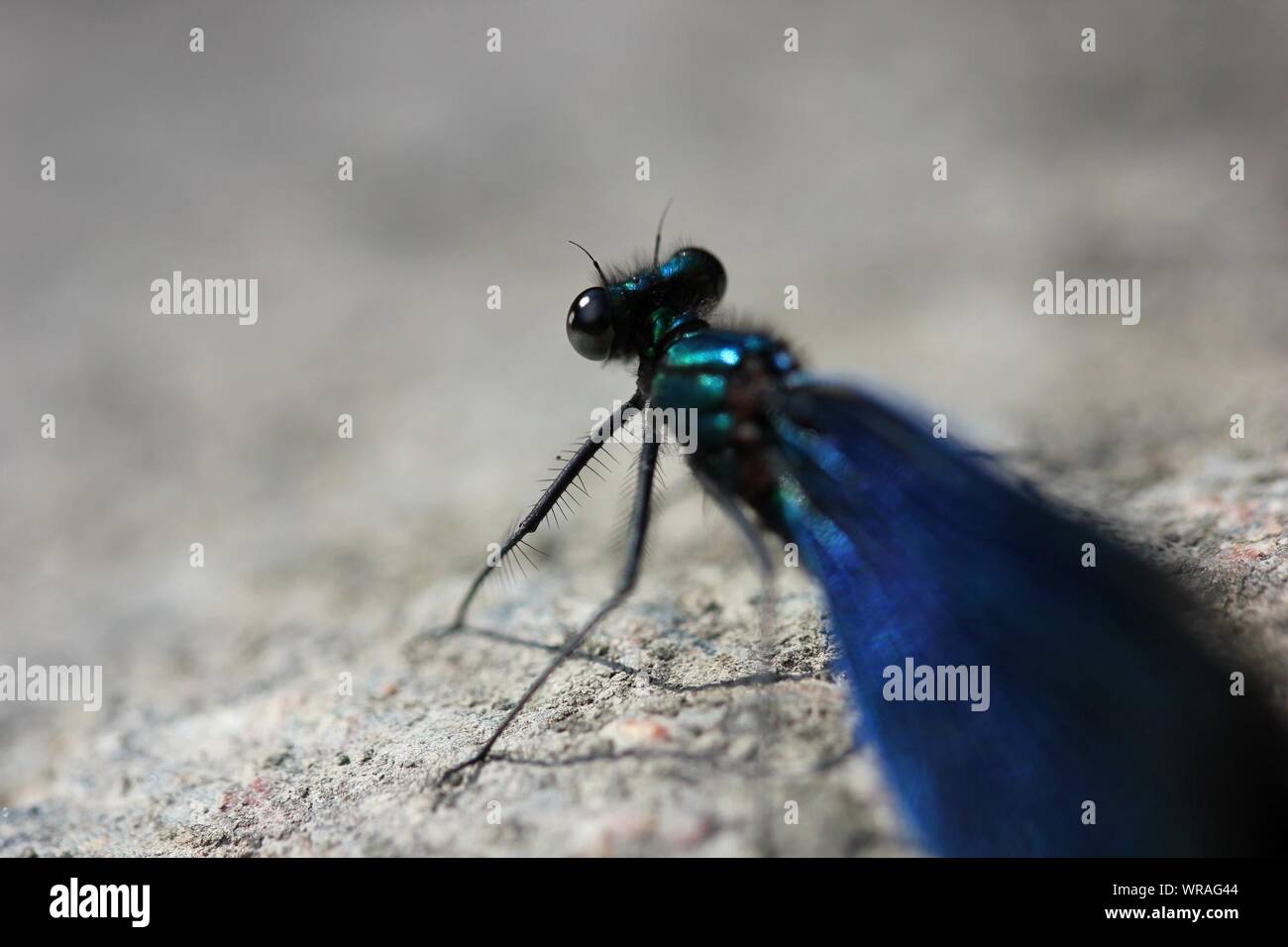 Insecte bleu Banque de photographies et d’images à haute résolution - Alamy