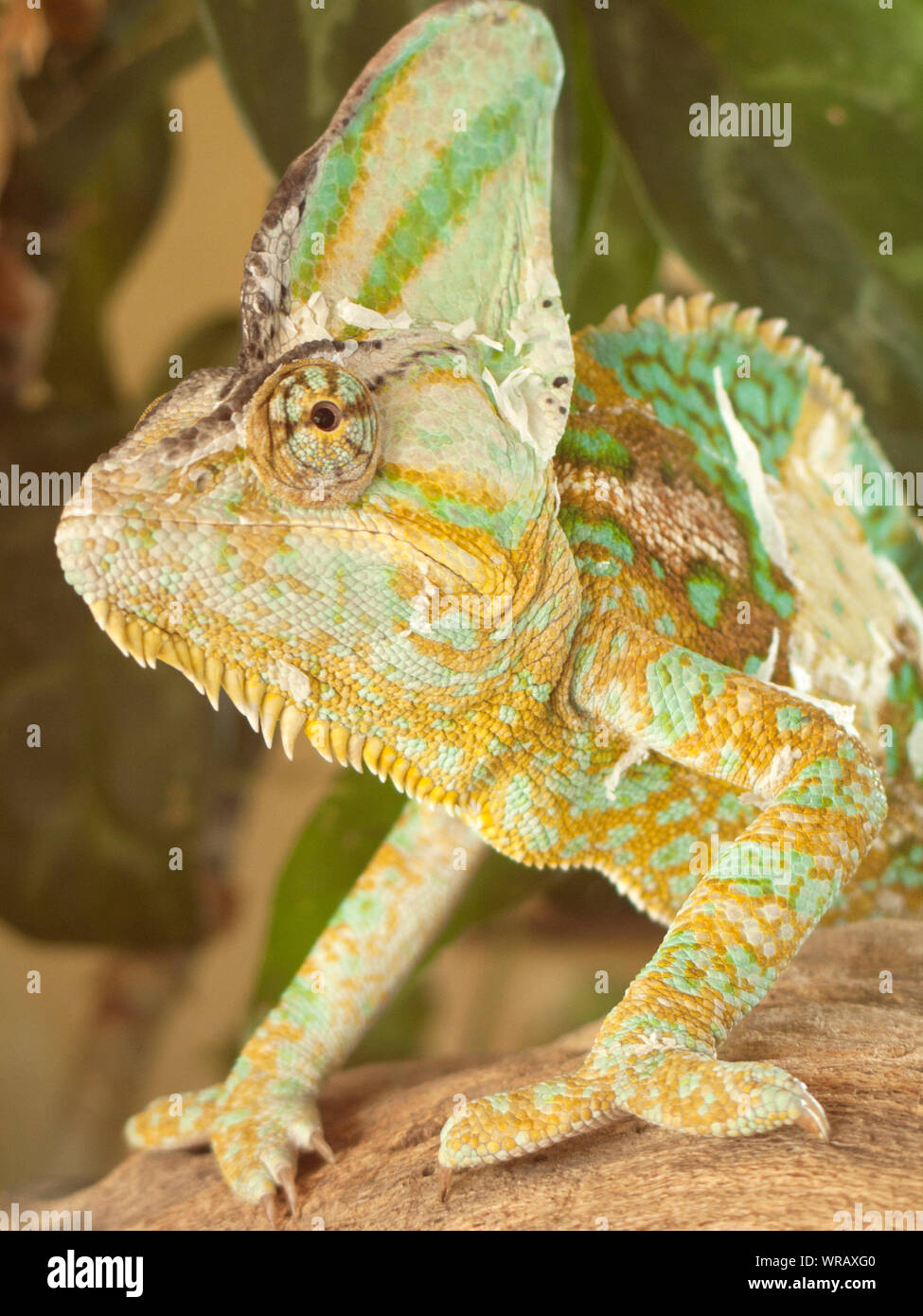 Veiled chameleon feet Banque de photographies et d’images à haute ...