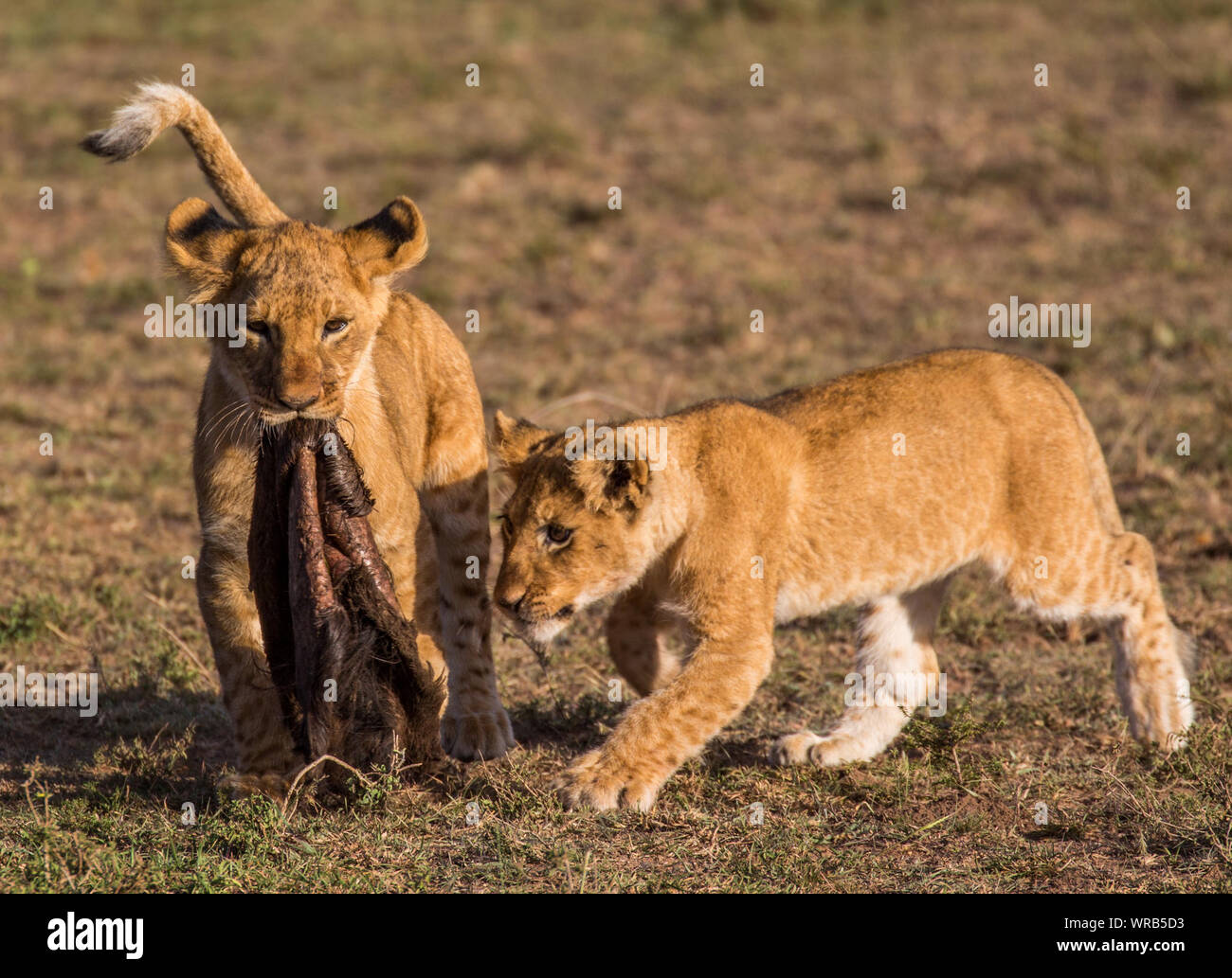 Lionne de chasse Banque de photographies et d’images à haute résolution ...