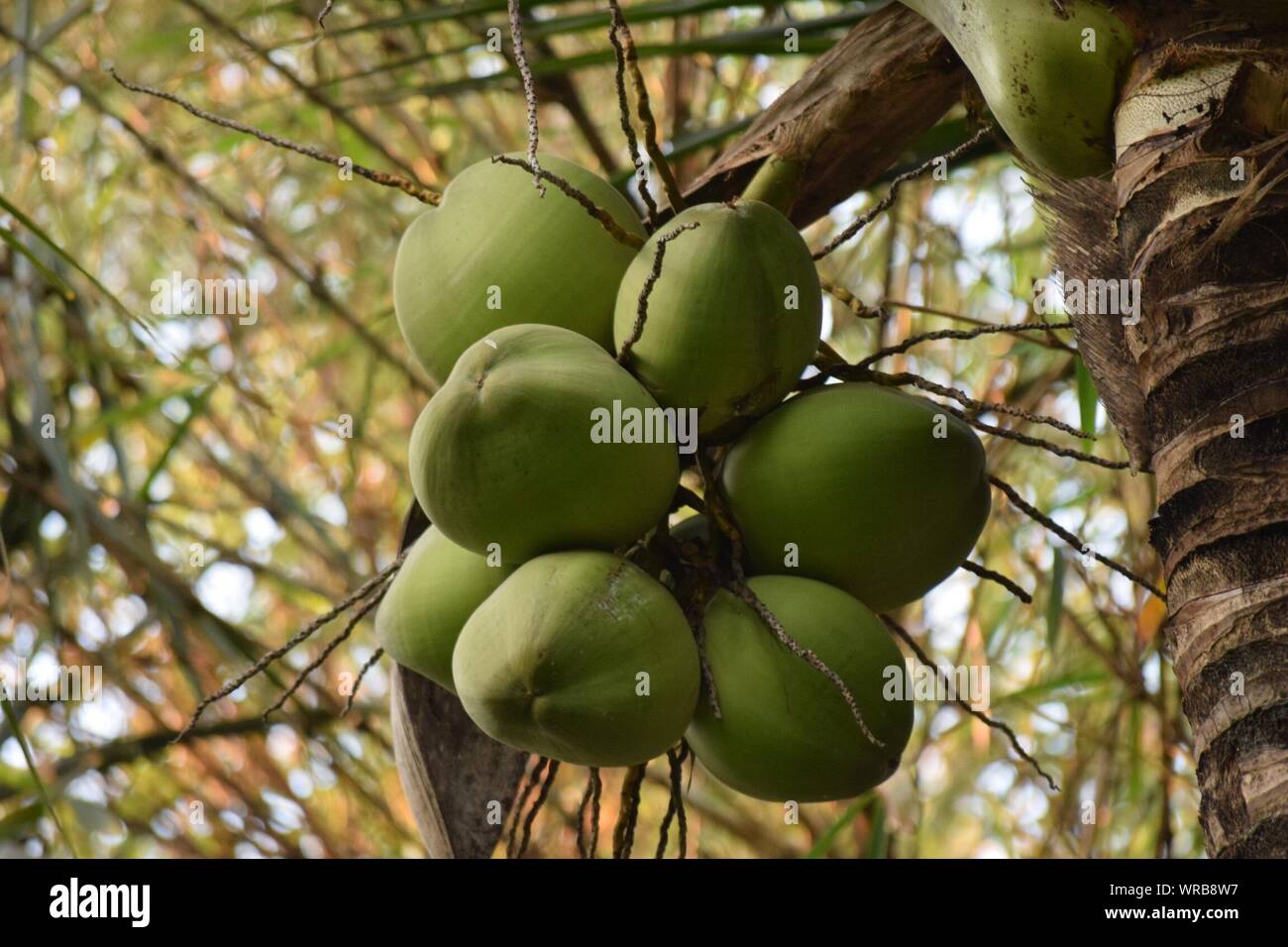 Arbre fruitier de raisin Banque de photographies et d’images à haute ...