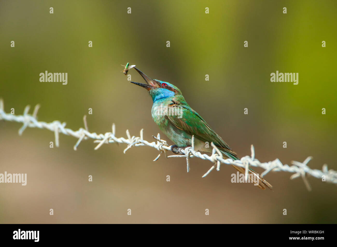 Oiseau avec insecte Banque de photographies et d’images à haute ...