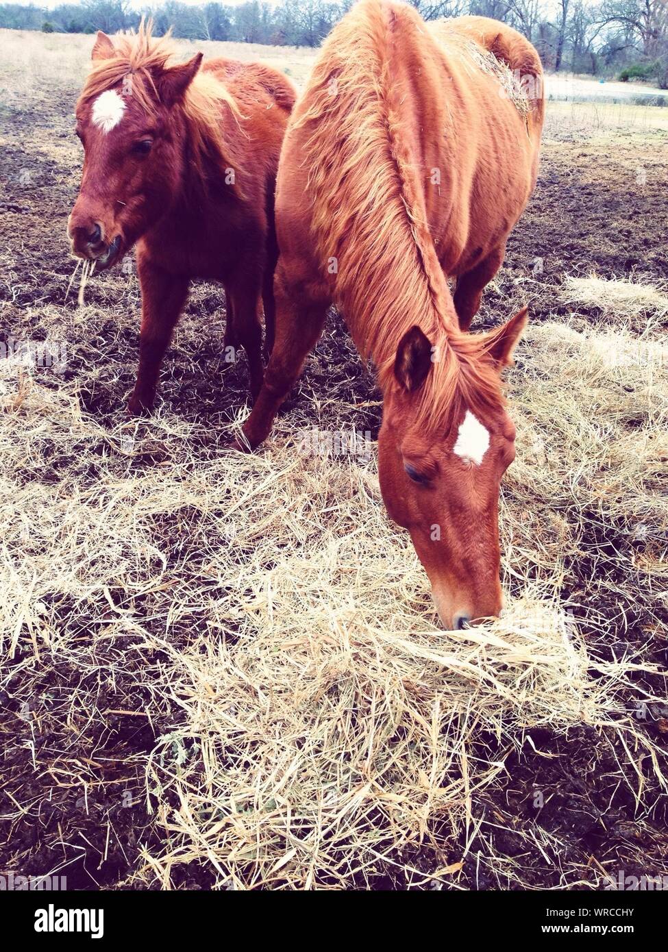 Chevaux en paille Banque de photographies et d’images à haute ...