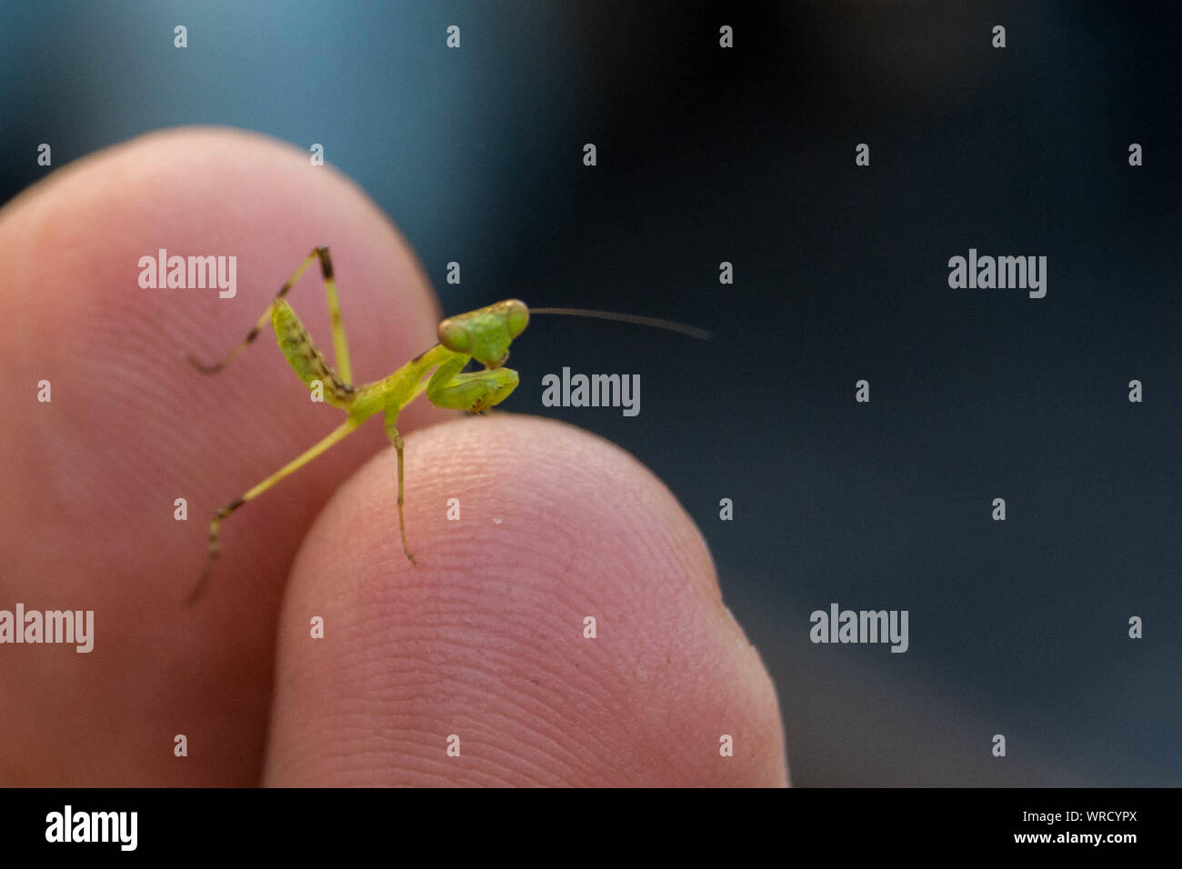Praying mantis hand insect Banque de photographies et d’images à haute ...