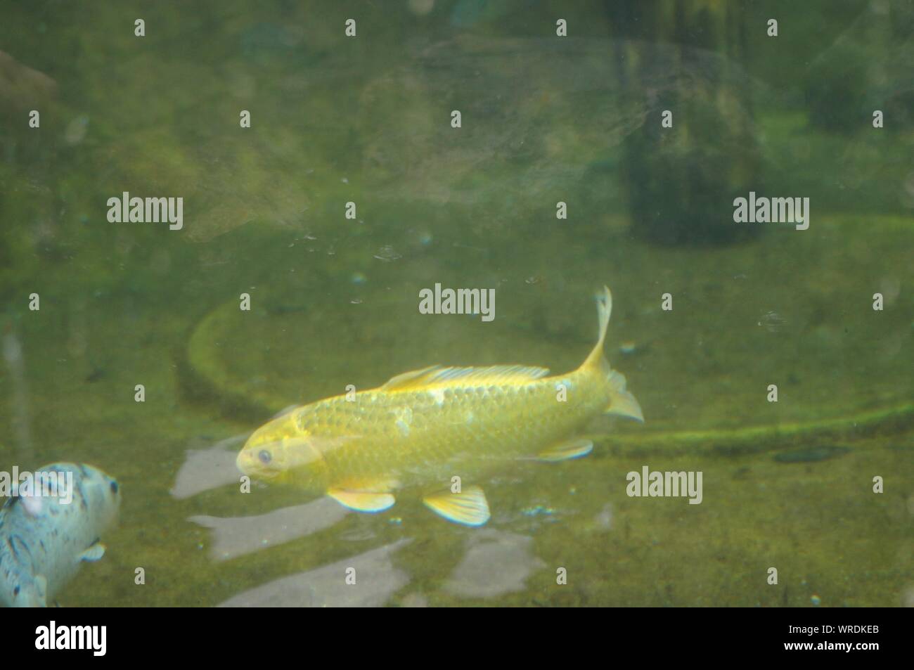 Poisson bleu et jaune Banque de photographies et d’images à haute ...