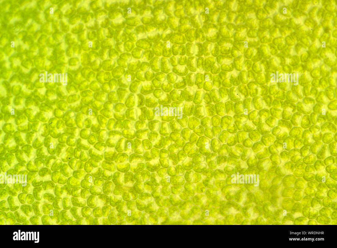 Chlorophylle biologie Banque de photographies et d’images à haute ...