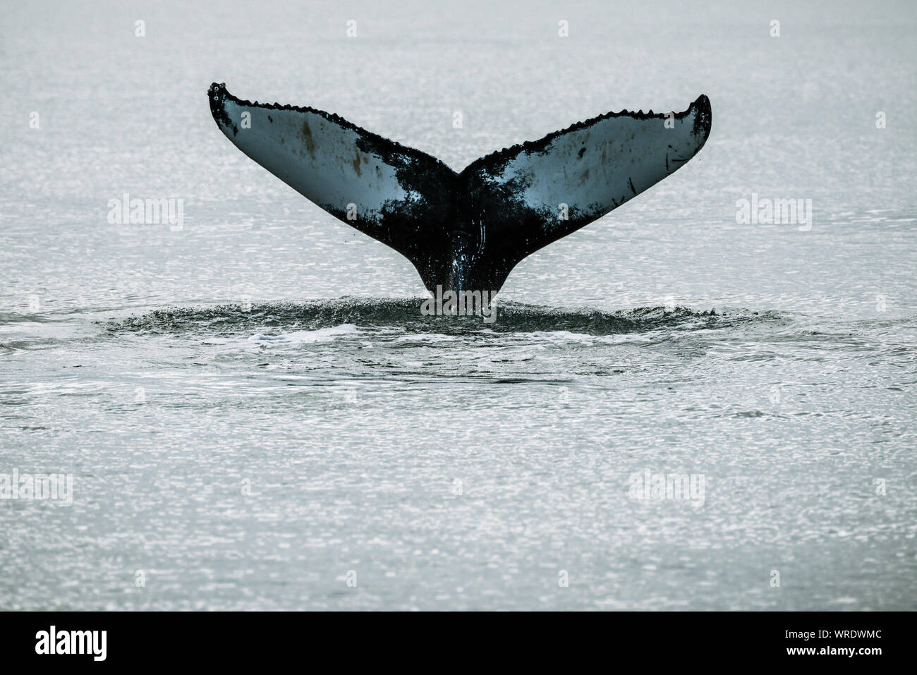 La queue de baleine Banque de photographies et d’images à haute résolution - Alamy