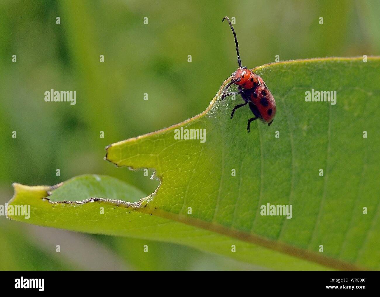 Insecte mangeur de feuilles Banque de photographies et d’images à haute ...
