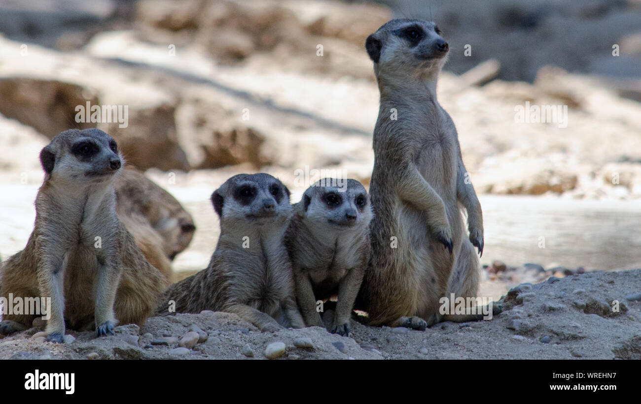 Meerkat family Banque de photographies et d’images à haute résolution ...