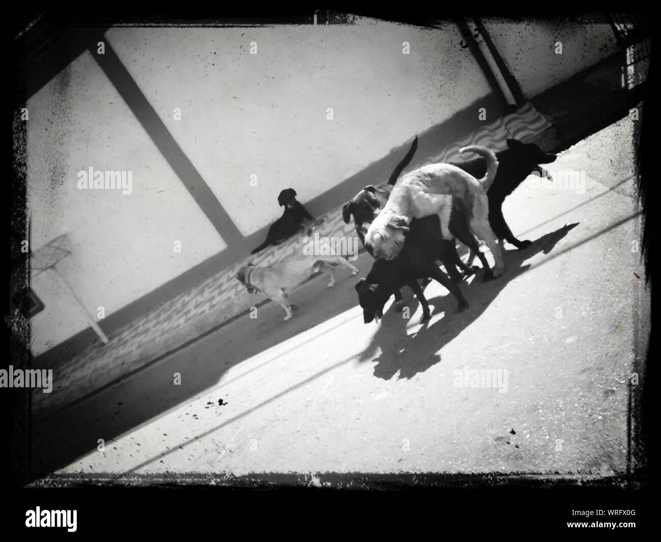 Accouplement des chien Banque de photographies et d’images à haute ...