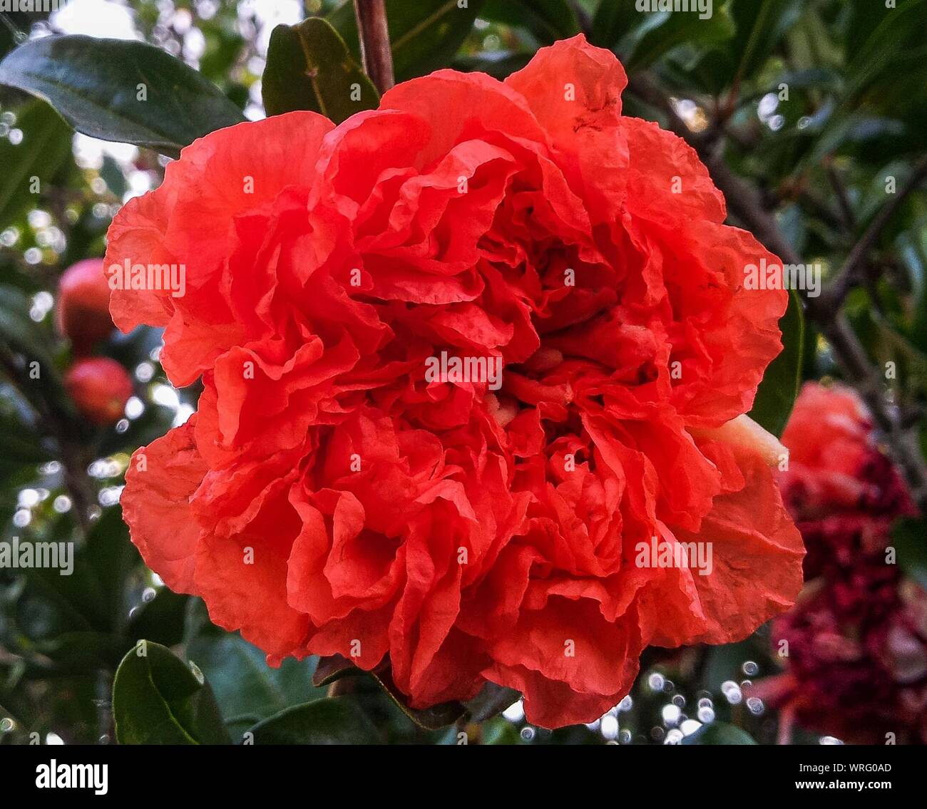 Fleur de grenade Banque de photographies et d’images à haute résolution ...