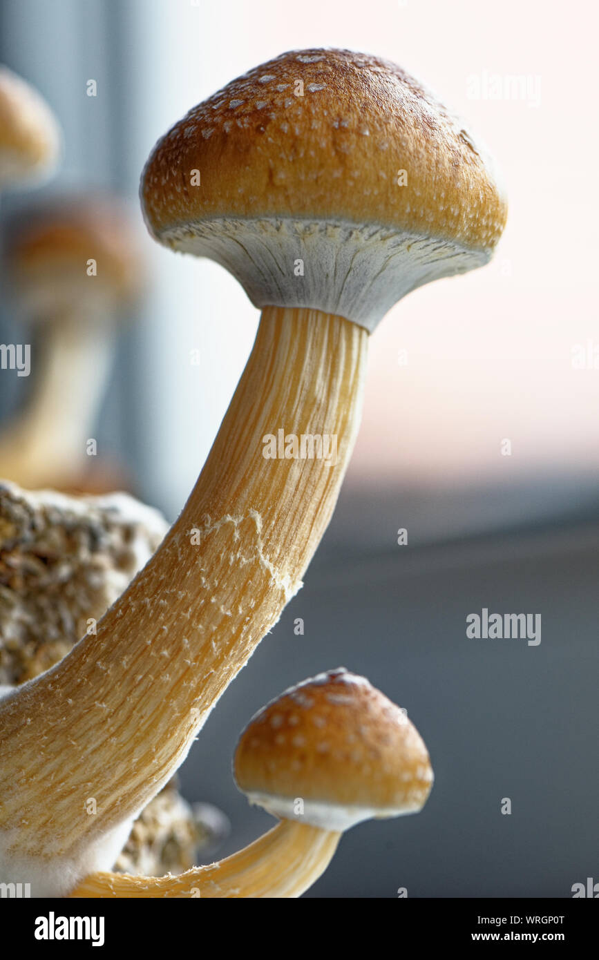 L'Équateur est un champignon magique Psilocybe cubensis, une espèce de ...