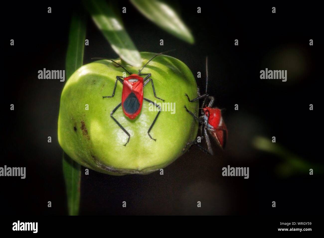 Insectes et fruits Banque de photographies et d’images à haute ...