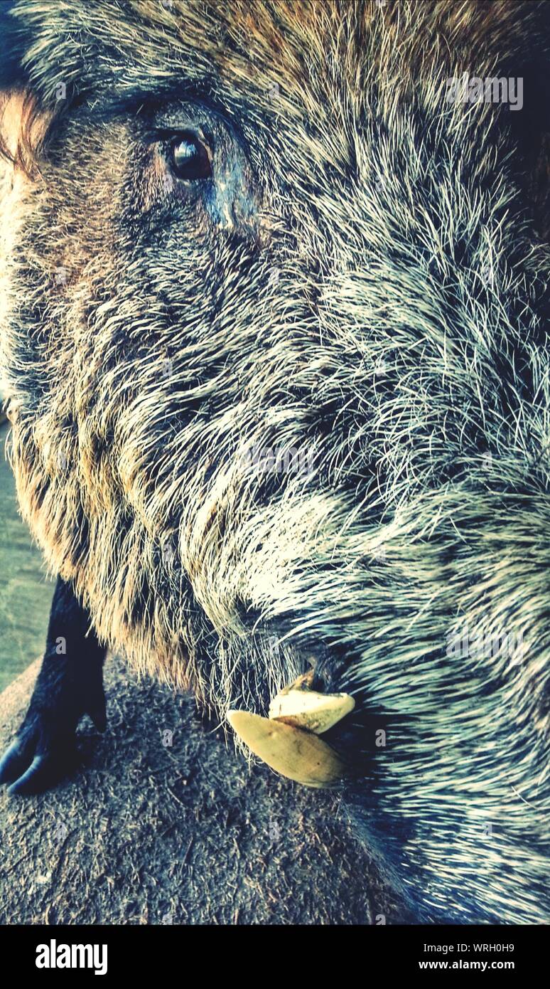 Boar teeth Banque de photographies et d’images à haute résolution - Alamy