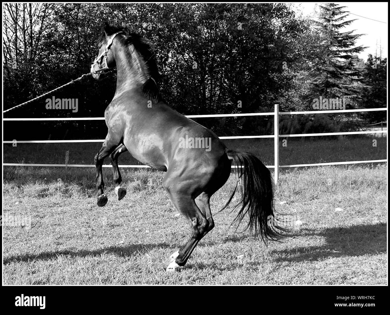 Horse rearing up Banque de photographies et d’images à haute résolution ...