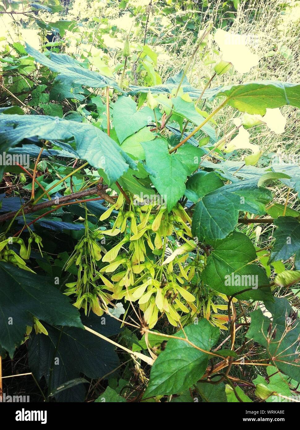 Fleur de sycomore Banque de photographies et d’images à haute ...