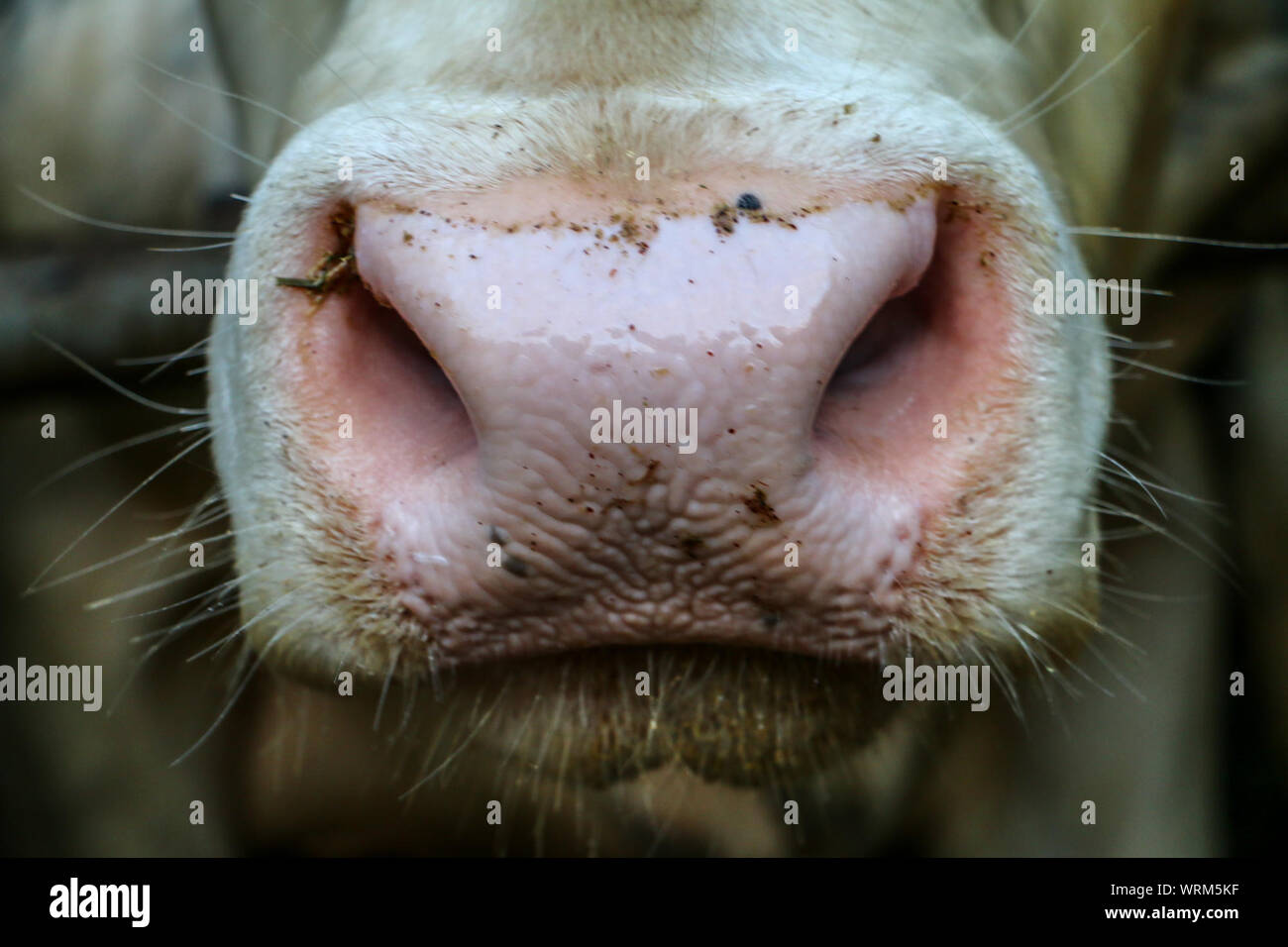 Nez de vaches gros plan Banque de photographies et d’images à haute ...
