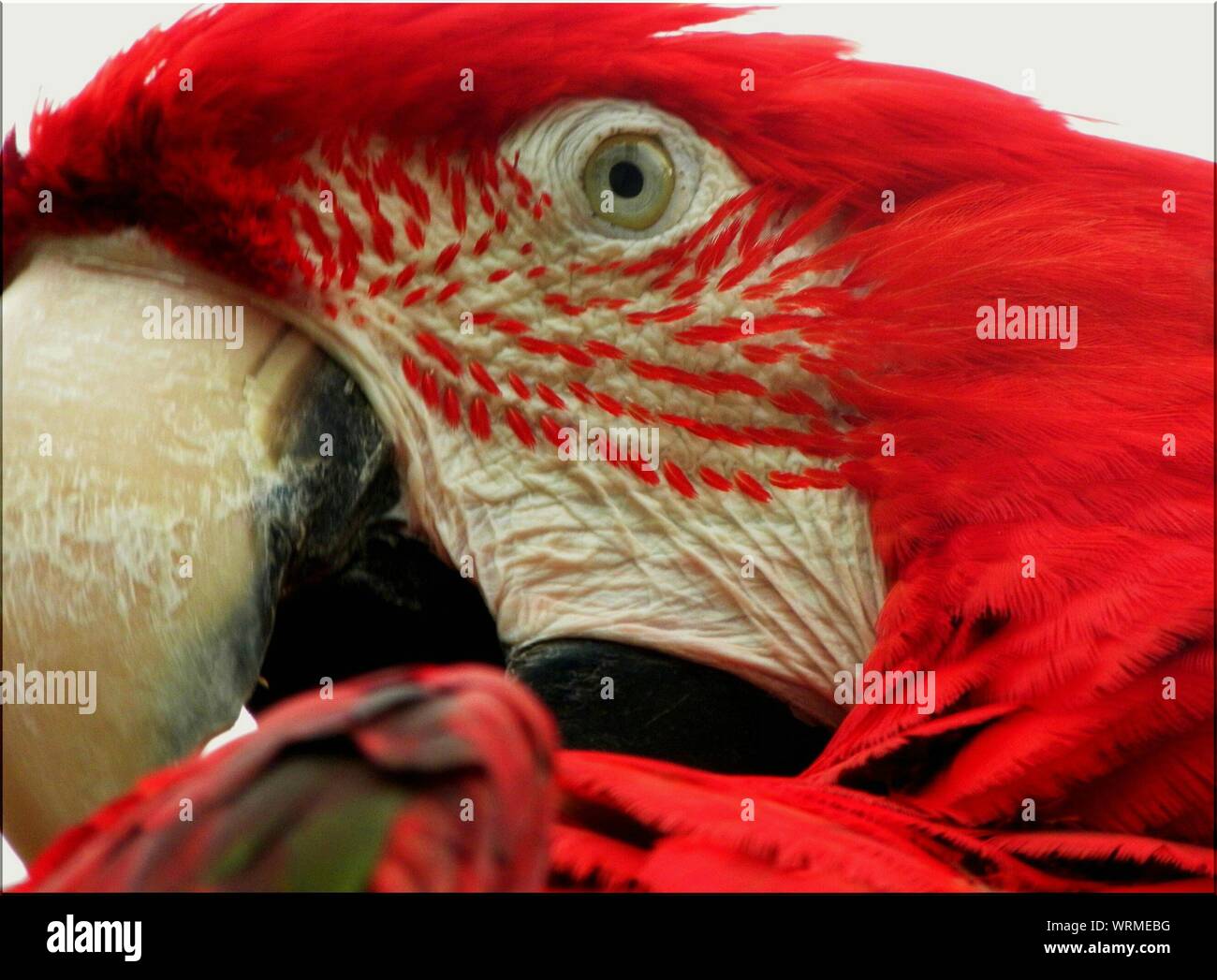 Perroquet rouge Banque d'image et photos - Alamy