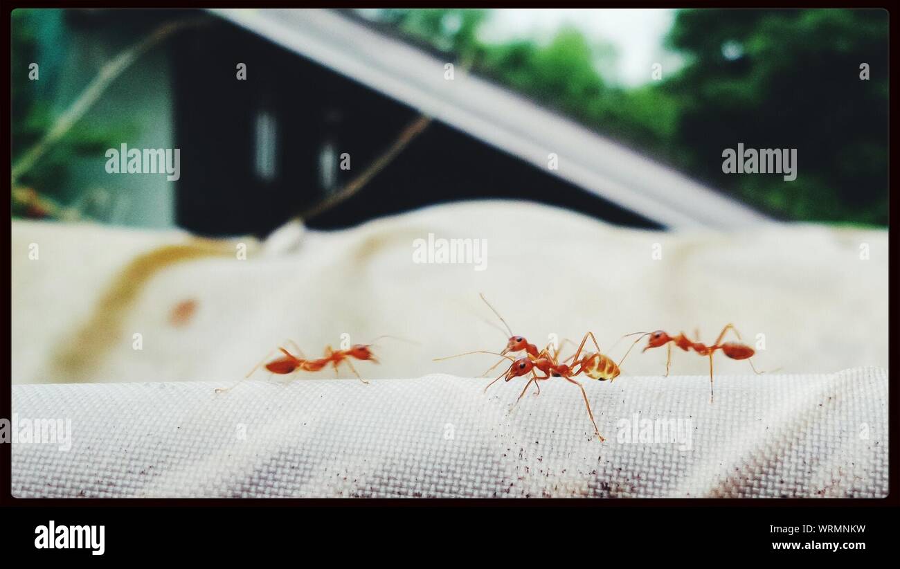 Fourmis rouges Banque de photographies et d’images à haute résolution ...