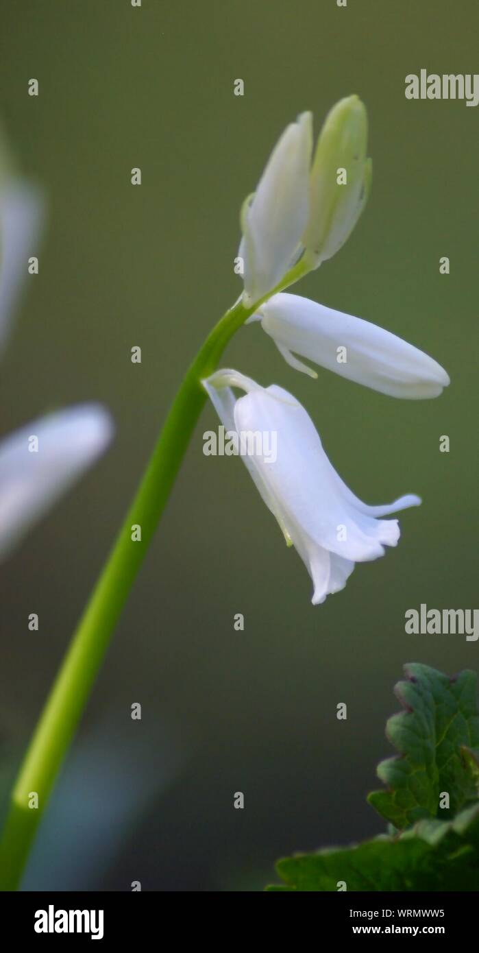 Fleur de clochette Banque de photographies et d’images à haute ...