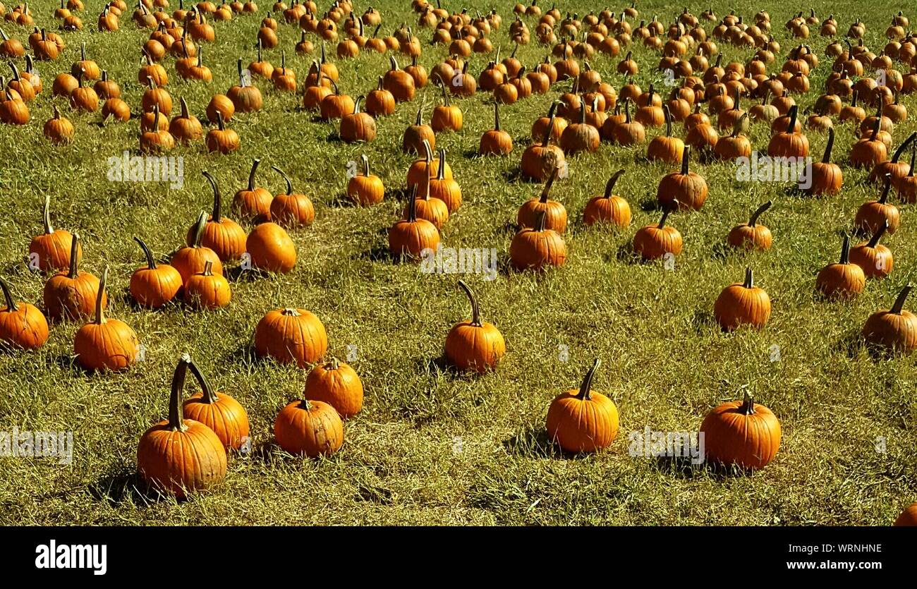 Champ plein de citrouilles Banque de photographies et d’images à haute ...