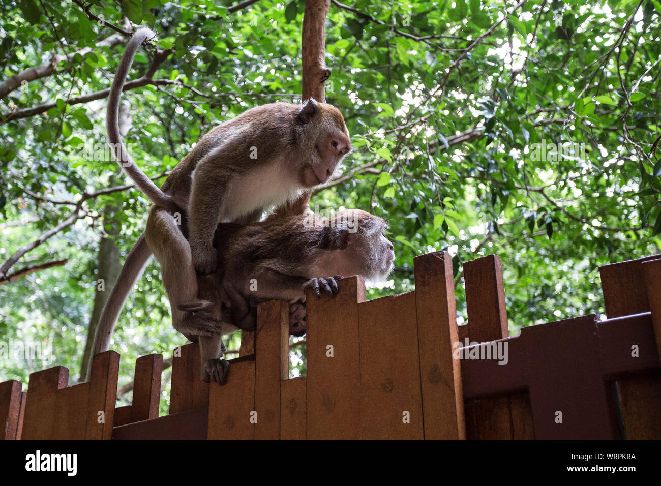 L'accouplement des singes Banque de photographies et d’images à haute ...