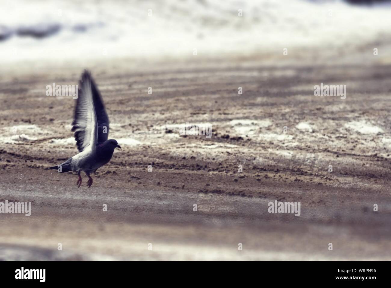 Dove flying Banque de photographies et d’images à haute résolution - Alamy