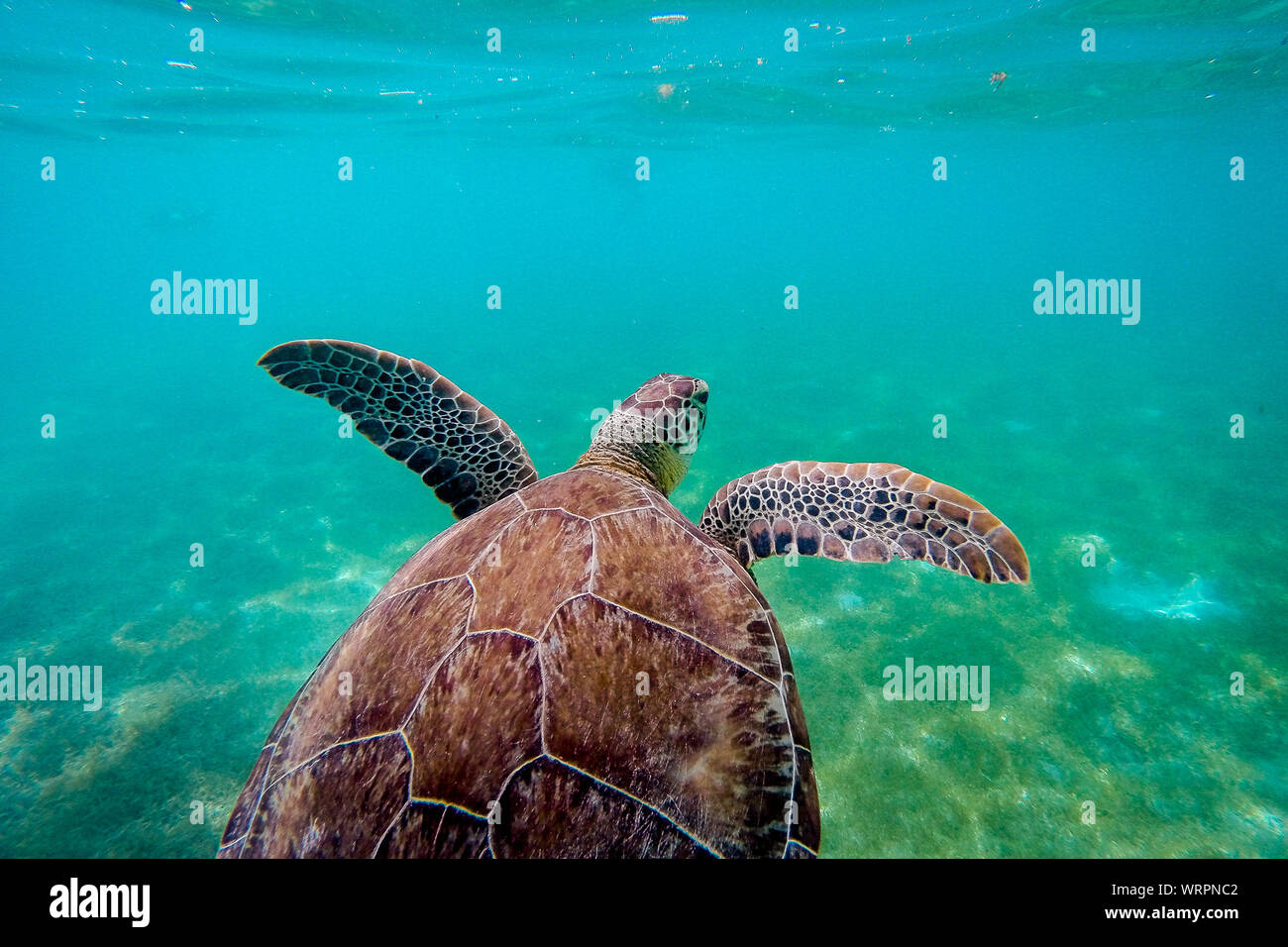 Carapace de tortue de mer Banque d'image et photos - Alamy