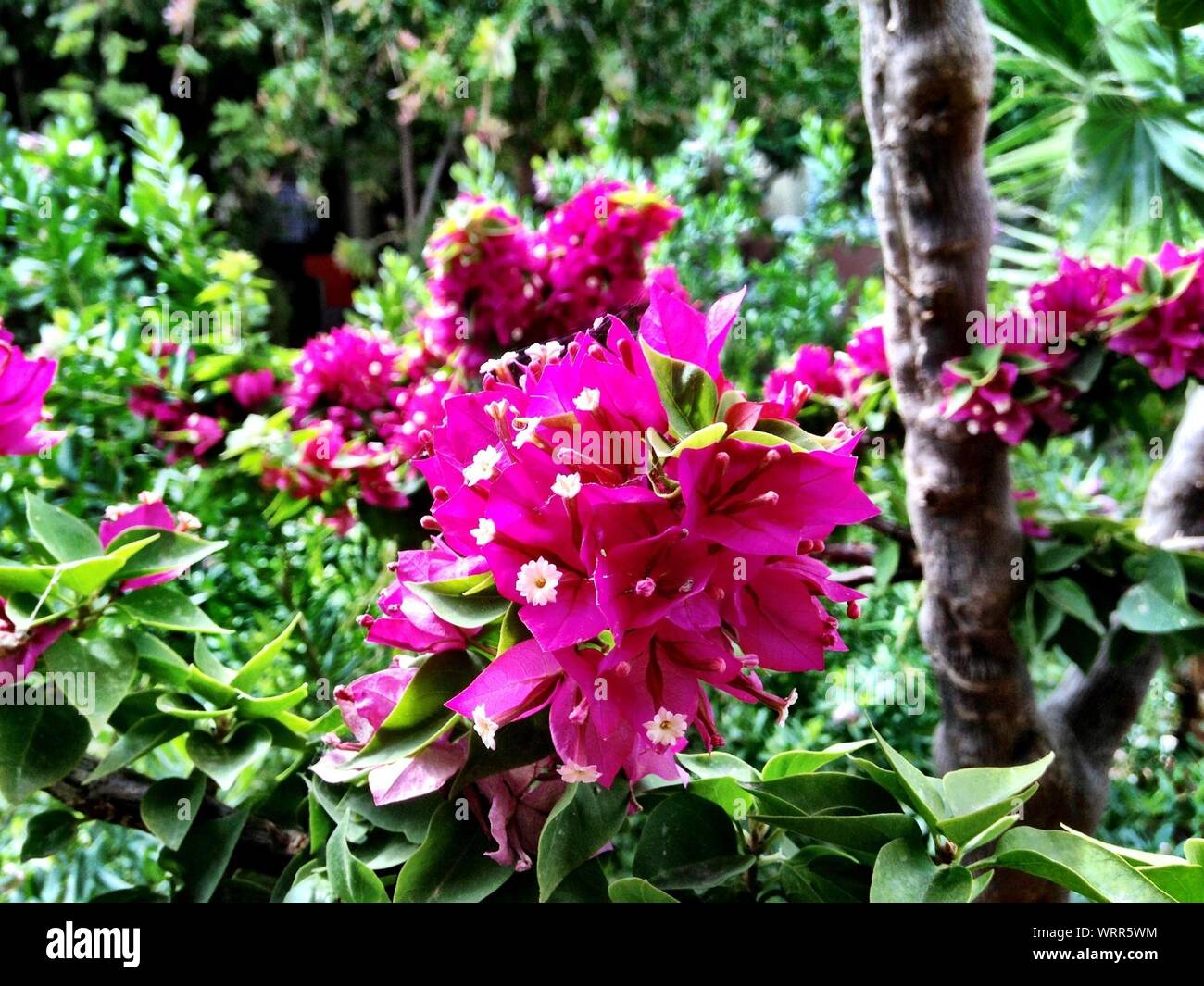 Fleurs magnifique Banque de photographies et d’images à haute ...