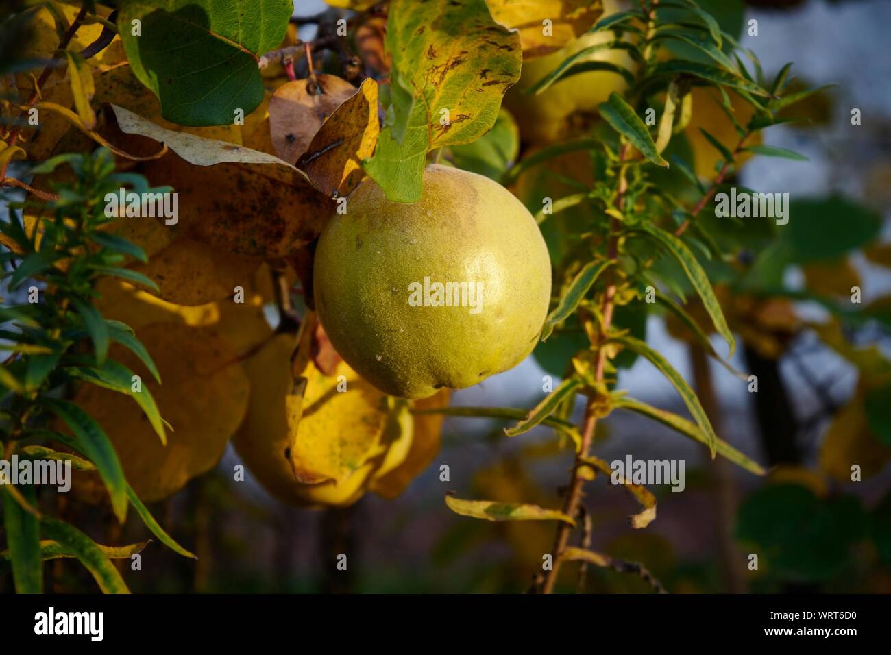 Coing de plus en plus Banque de photographies et d’images à haute ...