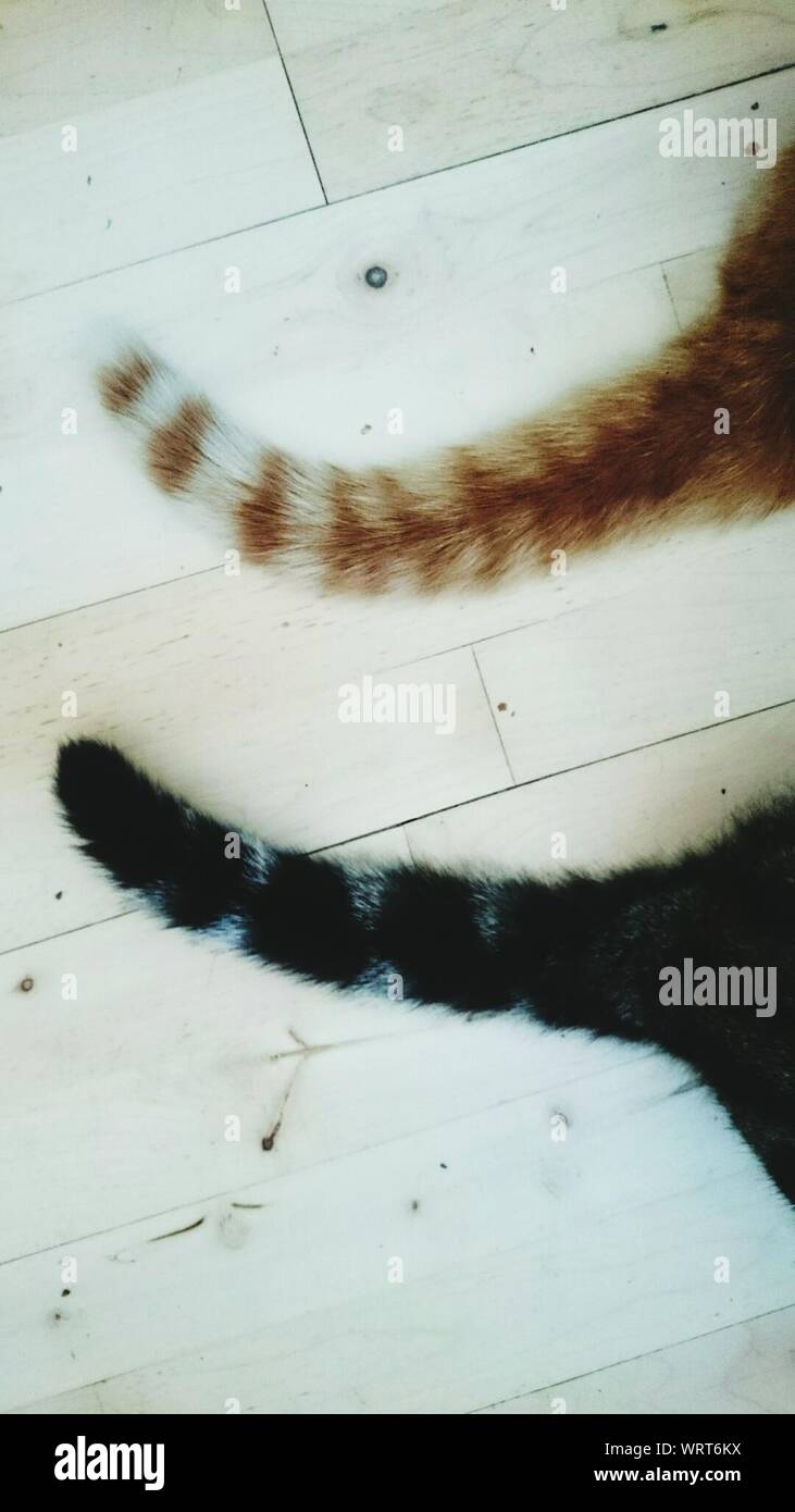 Animal tails Banque de photographies et d’images à haute résolution - Alamy