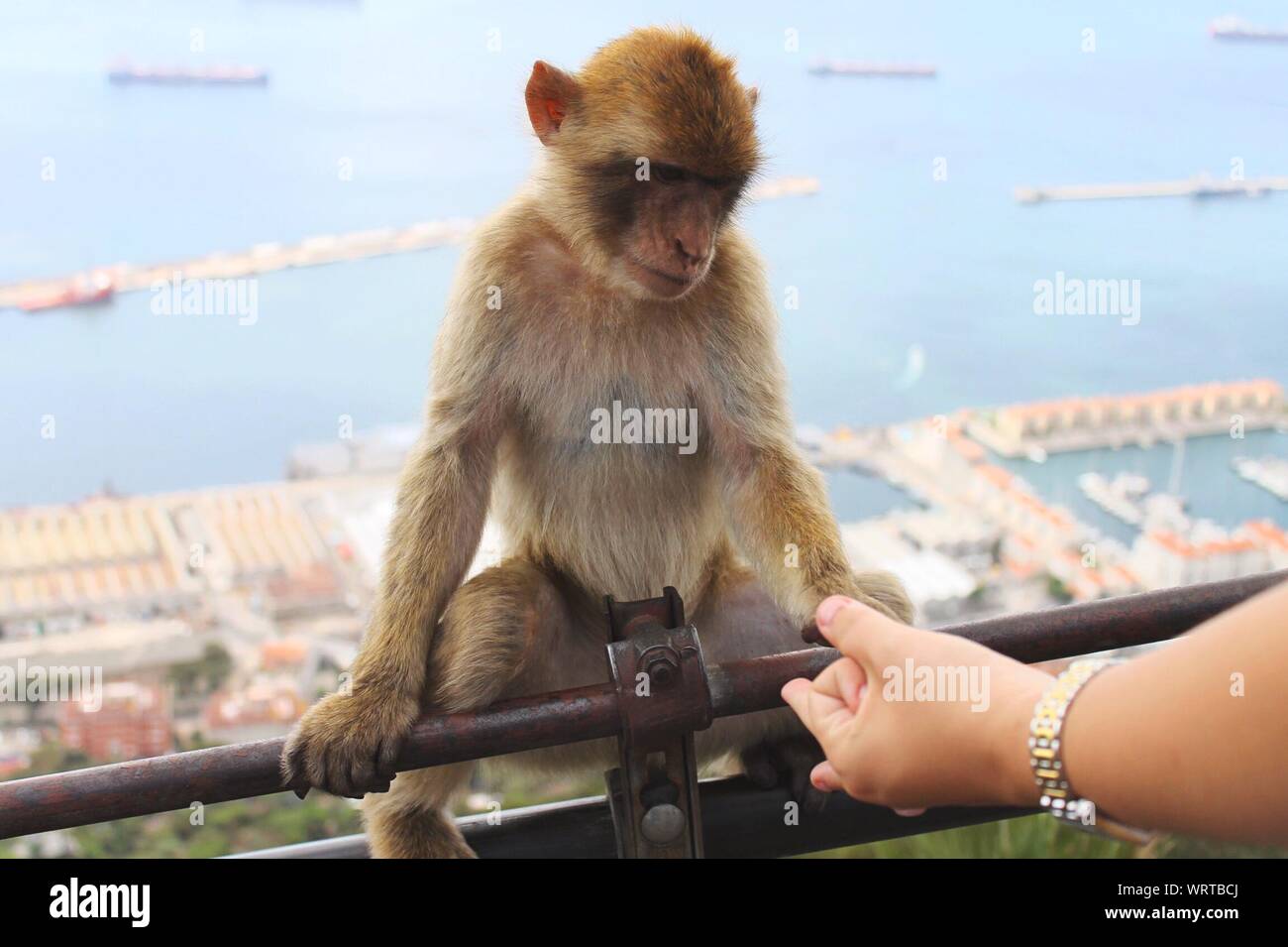 Monkeys holding hands Banque de photographies et d’images à haute résolution - Alamy