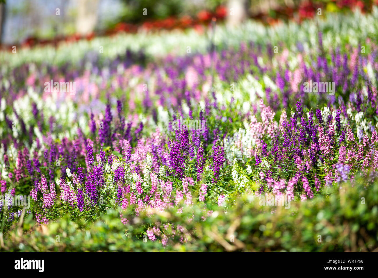 Salvia farinacea victoria blanche Banque de photographies et d’images à ...