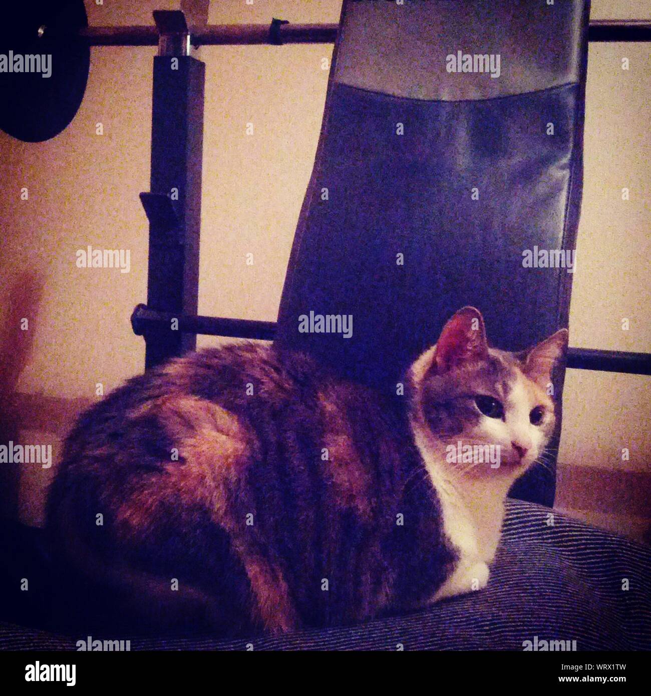 Banc de presse Banque de photographies et d’images à haute résolution ...