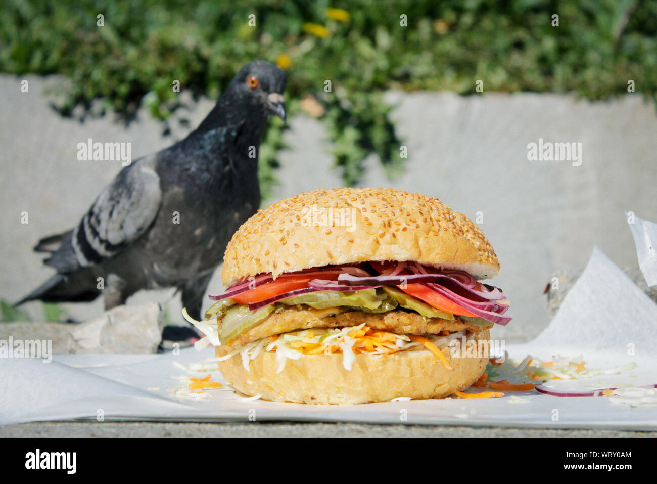 Viande de pigeon Banque de photographies et d’images à haute résolution ...