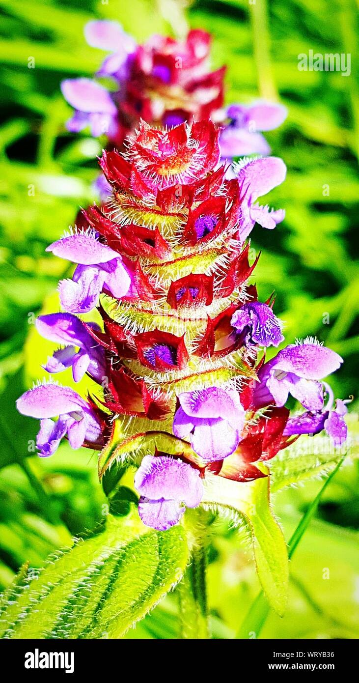 Fleur violette et rouge Banque de photographies et d’images à haute ...