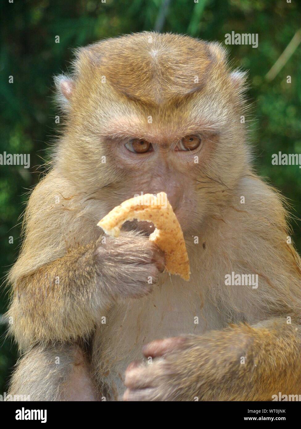 Pain de sing Banque de photographies et d’images à haute résolution - Alamy