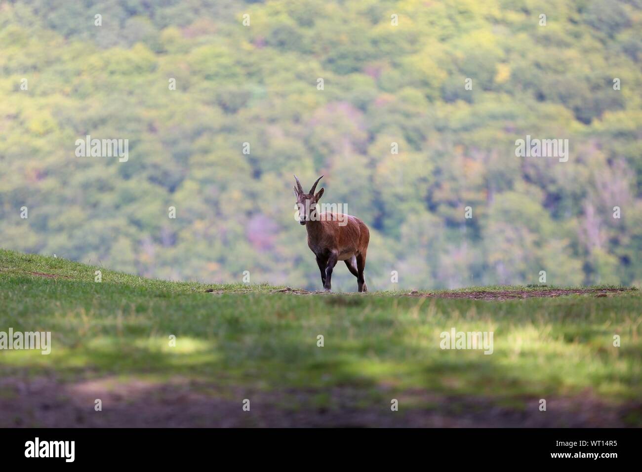 La marche des animaux Banque de photographies et d’images à haute ...