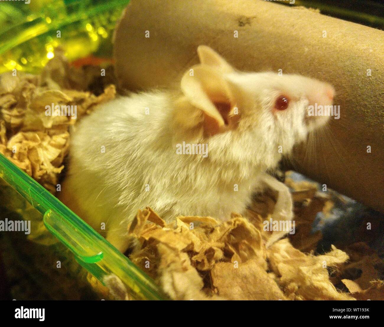 Rats blancs Banque de photographies et d’images à haute résolution - Alamy
