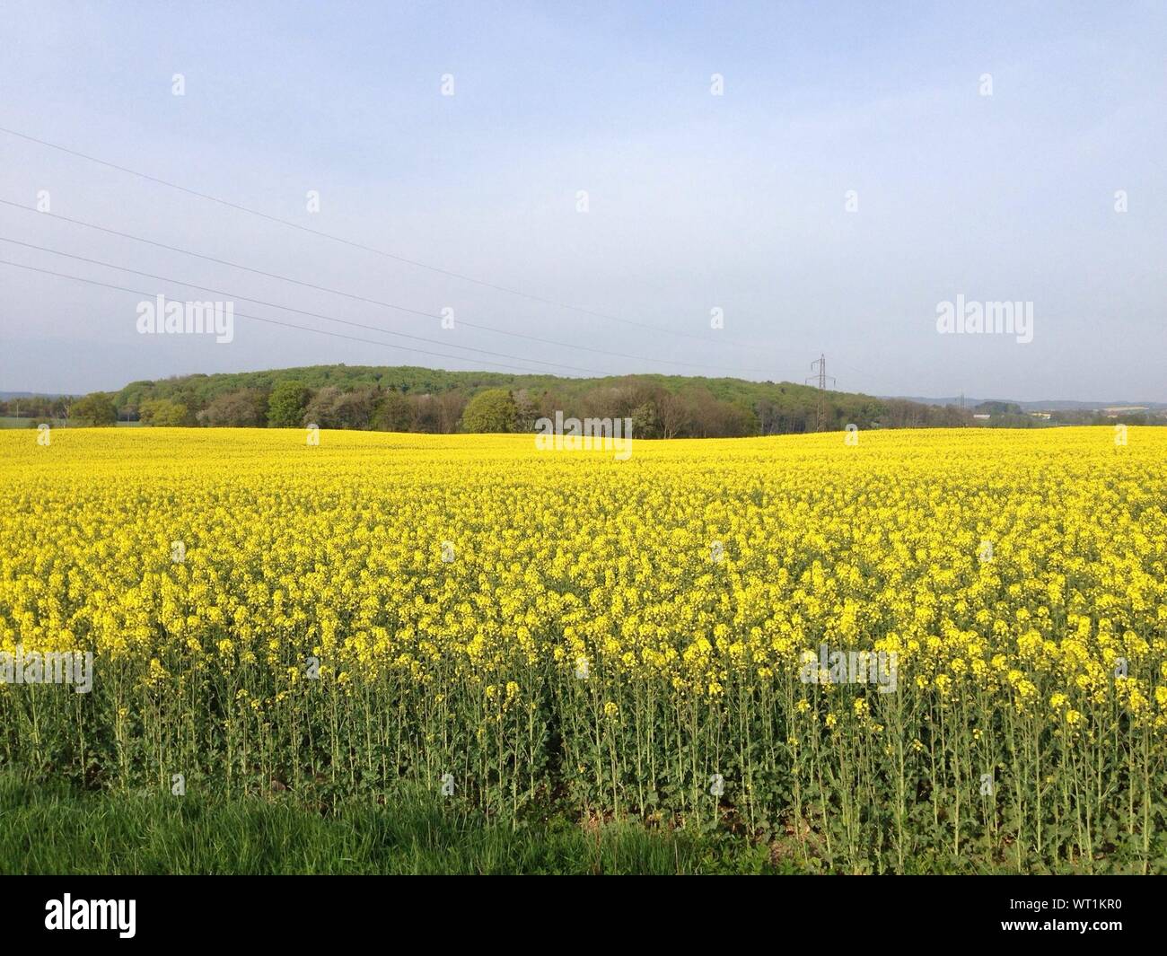 Champ de colza en fleurs jaunes Banque de photographies et d’images à ...