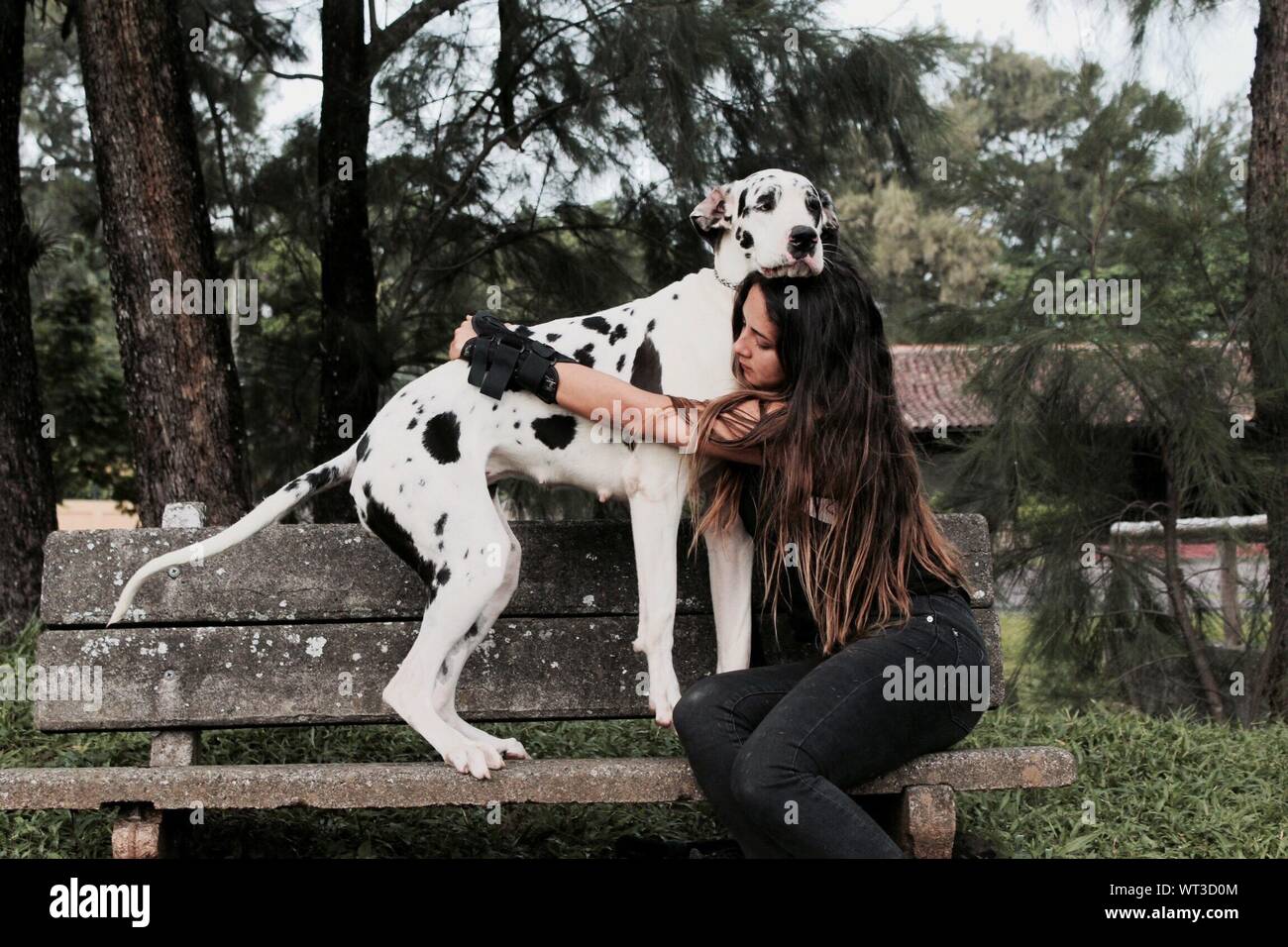 Great dane dog woman Banque de photographies et d’images à haute ...
